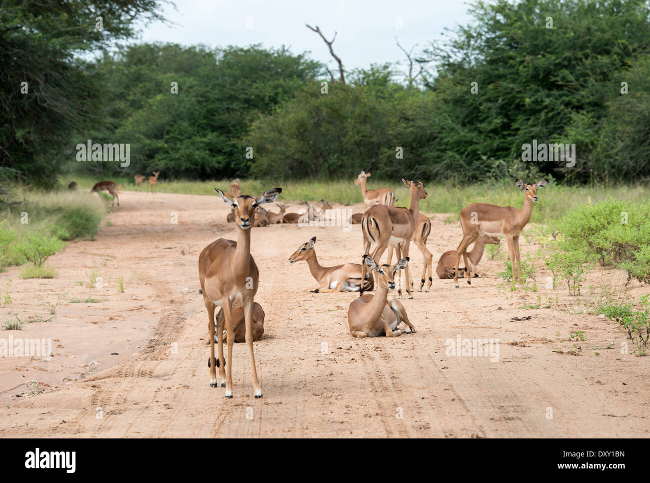 Impala On The Road High Resolution Stock Photography and Images - Alamy