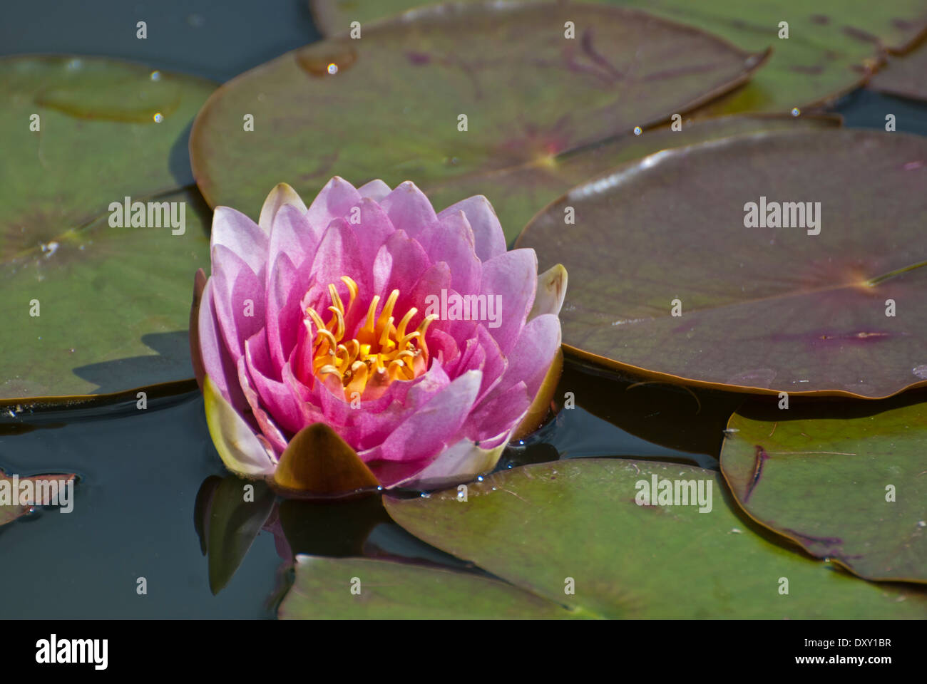 Water lily, single flower Stock Photo - Alamy