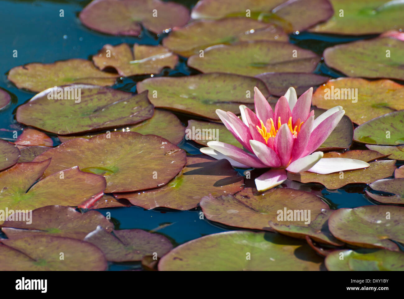 Water lily, single flower Stock Photo - Alamy