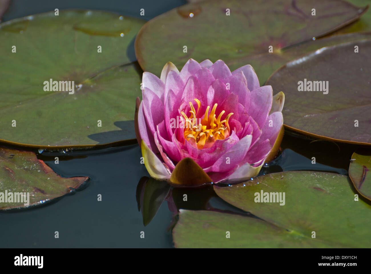 Water lily nymphaea darwin hi-res stock photography and images - Alamy