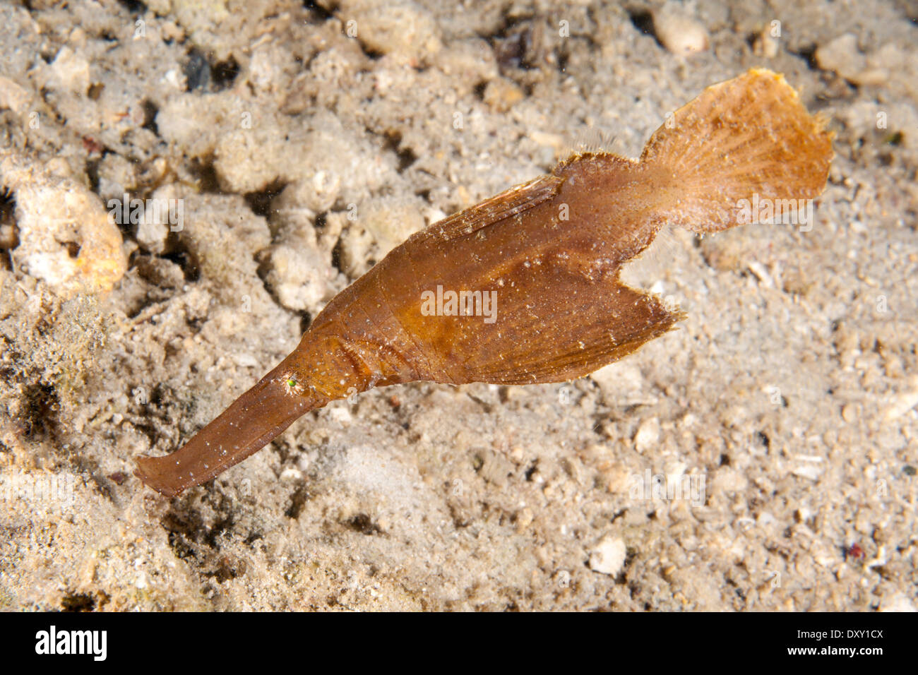 Robust ghost pipefish solenostomus cyanopterus hi-res stock photography ...