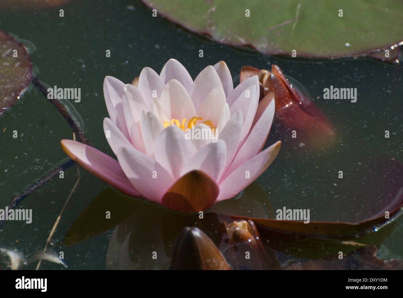 Water lily, single flower Stock Photo - Alamy