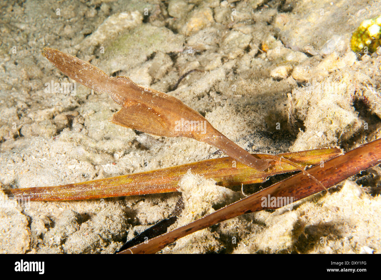 Robust ghost pipefishes hi-res stock photography and images - Alamy