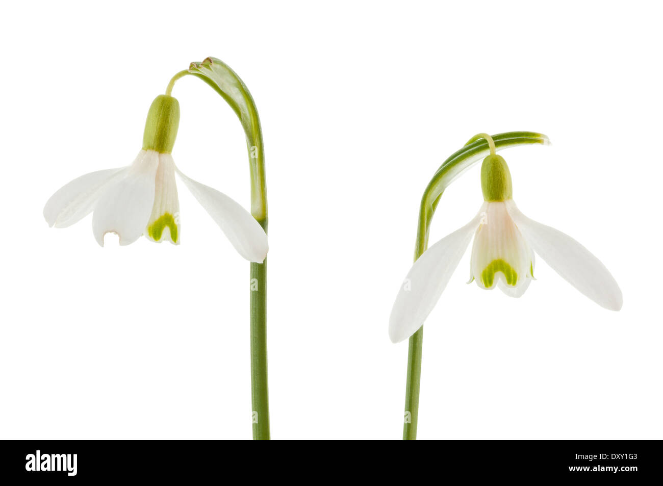 Common snowdrop isolated on a white background Stock Photo - Alamy