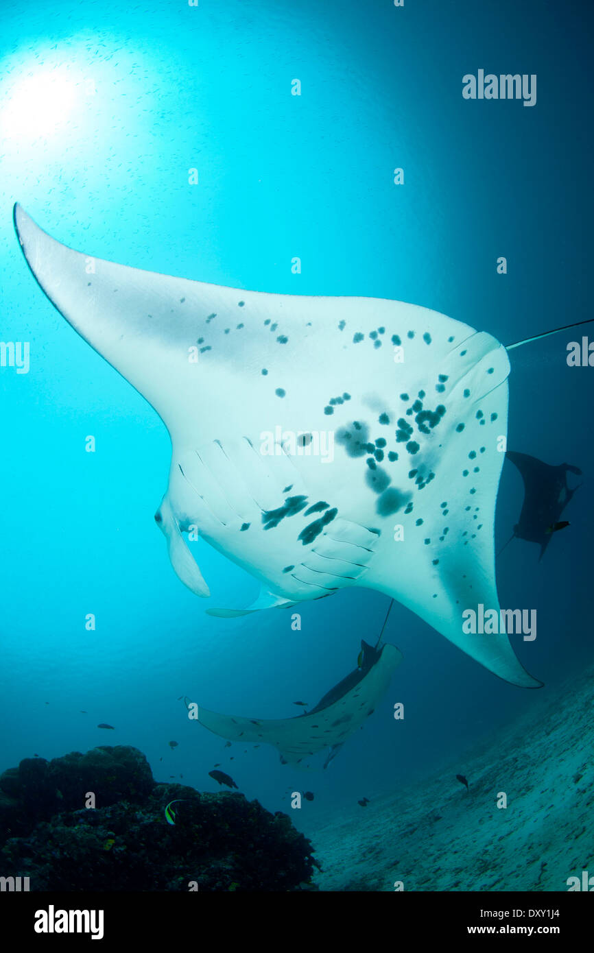 Manta, Manta alfredi, Raja Ampat, West Papua, Indonesia Stock Photo - Alamy