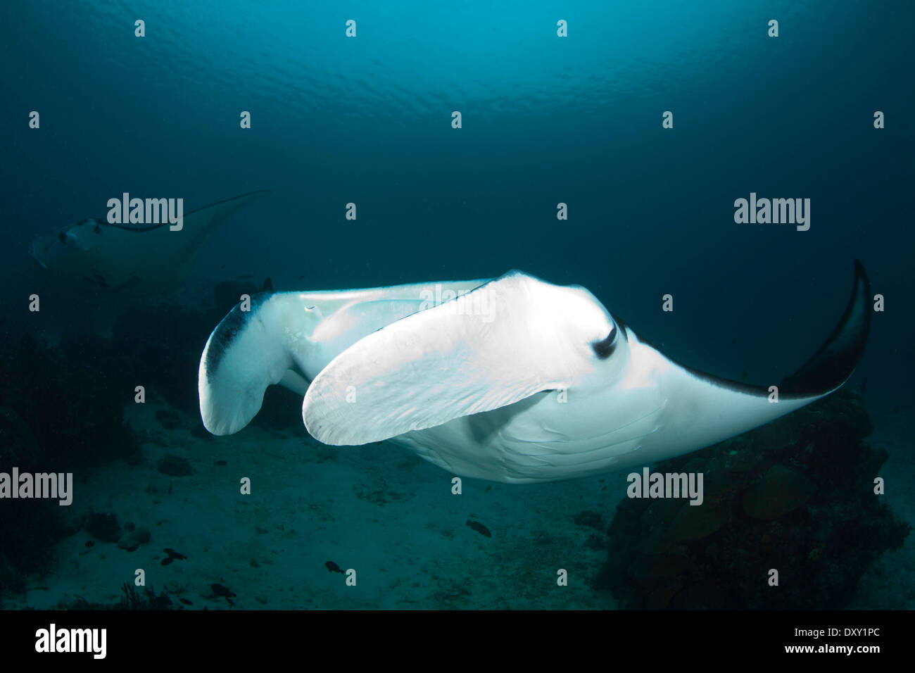 Manta, Manta alfredi, Raja Ampat, West Papua, Indonesia Stock Photo - Alamy