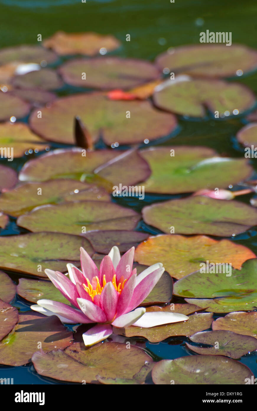 Water lily, single flower Stock Photo - Alamy