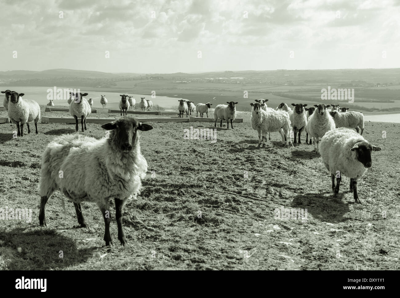 Flock of Sheep all looking toward the camera in North Devon above the ...
