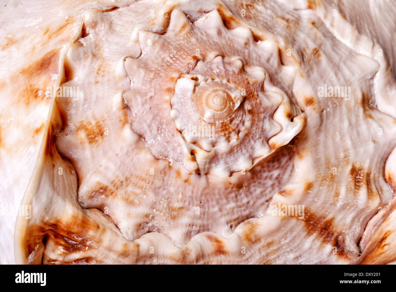 Sea shell texture macro Stock Photo - Alamy
