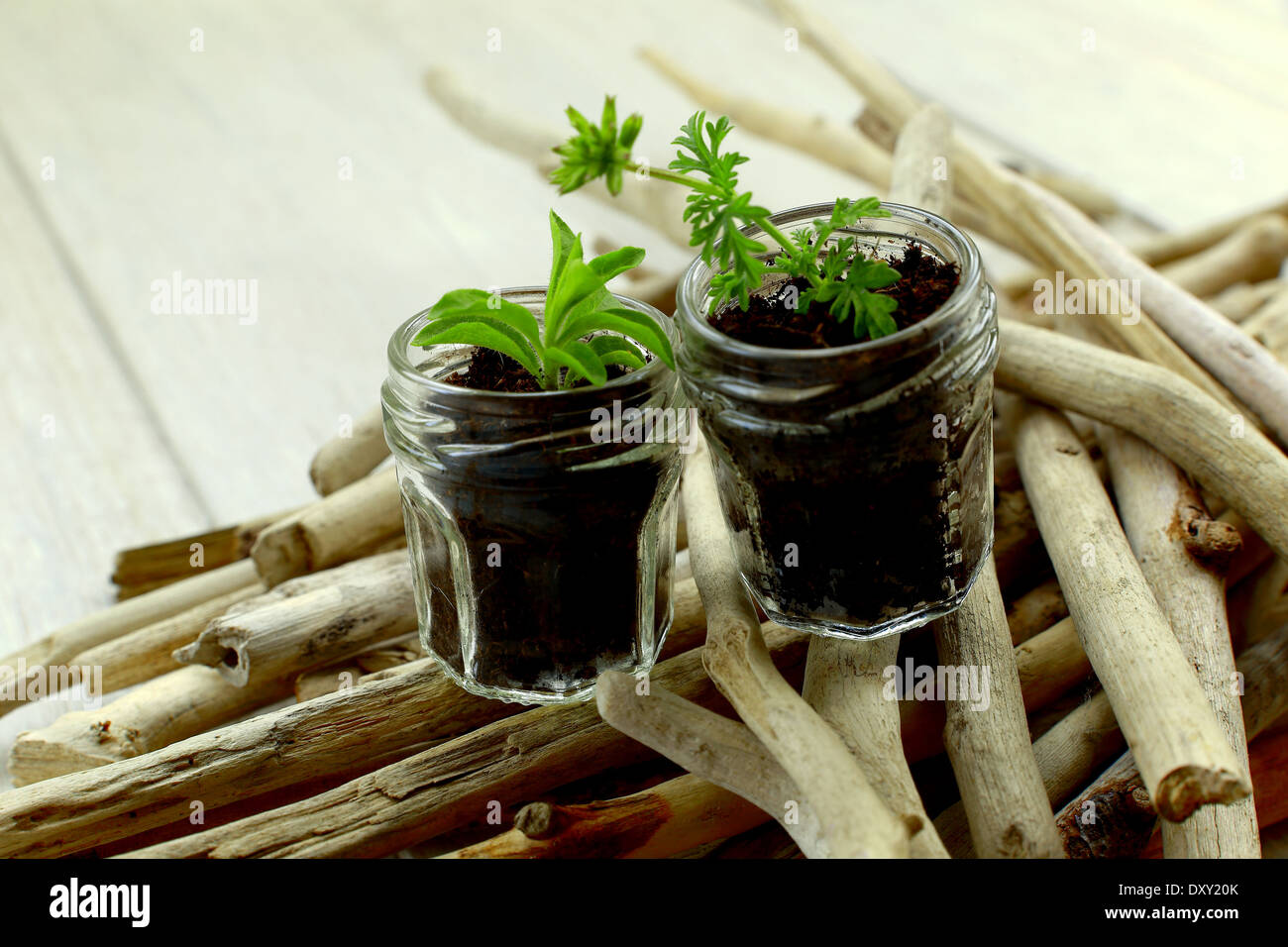 Herbage on jars Stock Photo - Alamy