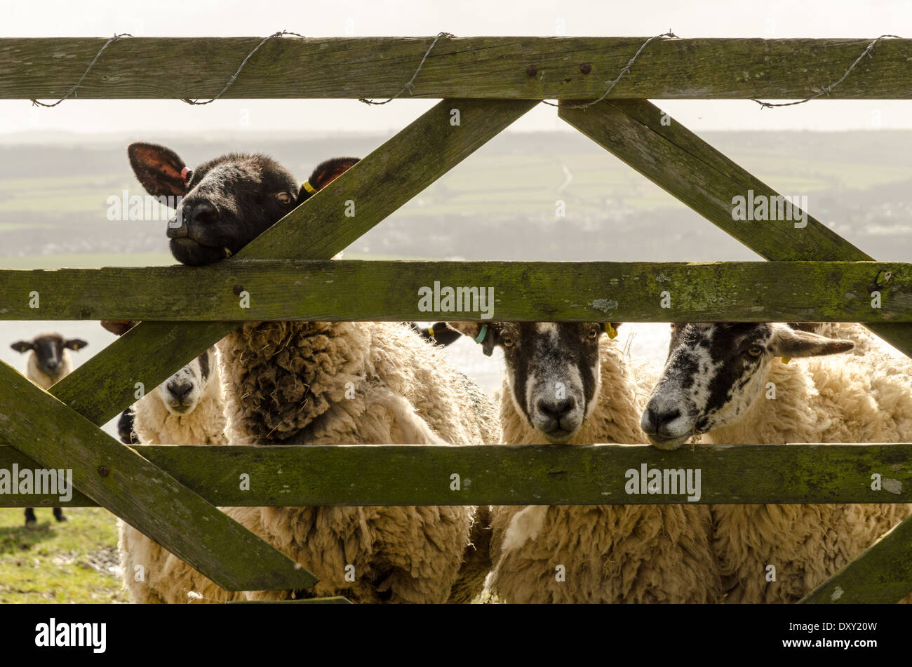 Sheep at gate hi-res stock photography and images - Alamy