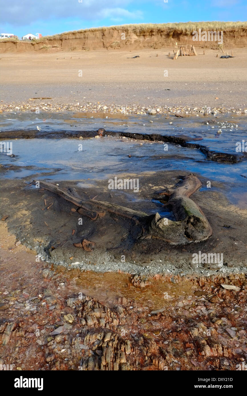 Timbers from an ancient submerged oak forest uncovered after winter ...