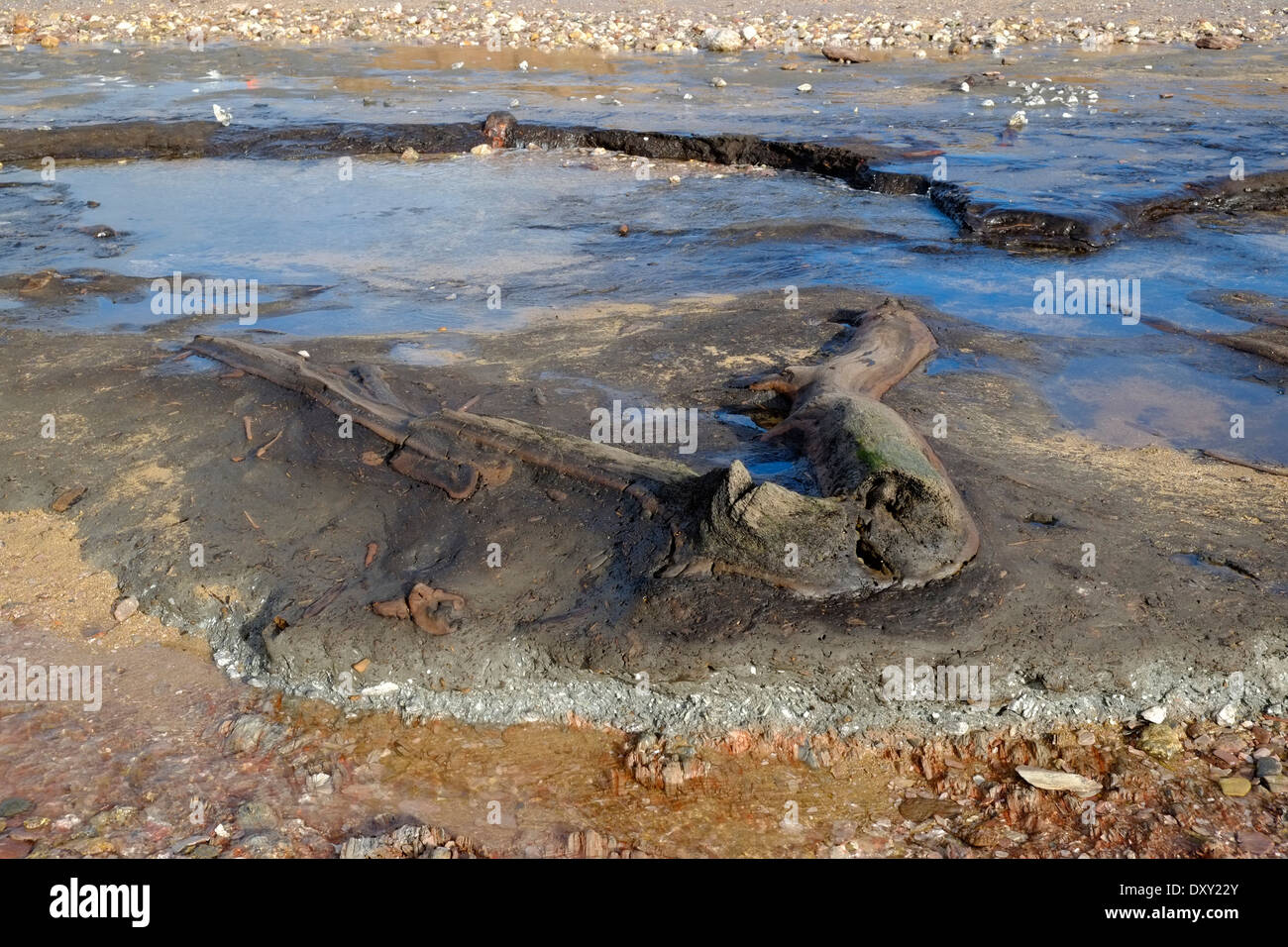 Timbers from an ancient submerged oak forest uncovered after winter ...