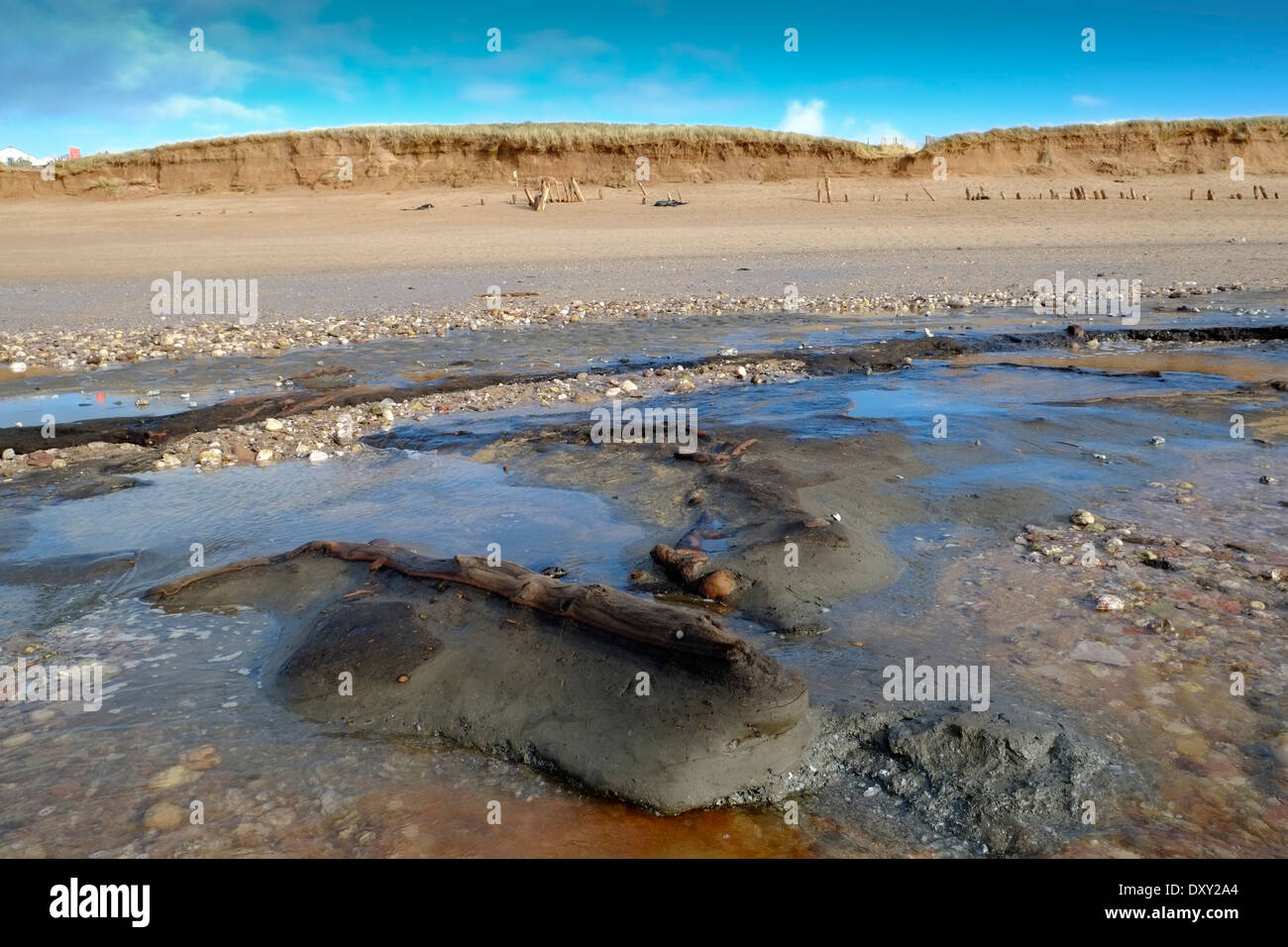 Timbers from an ancient submerged oak forest uncovered after winter ...