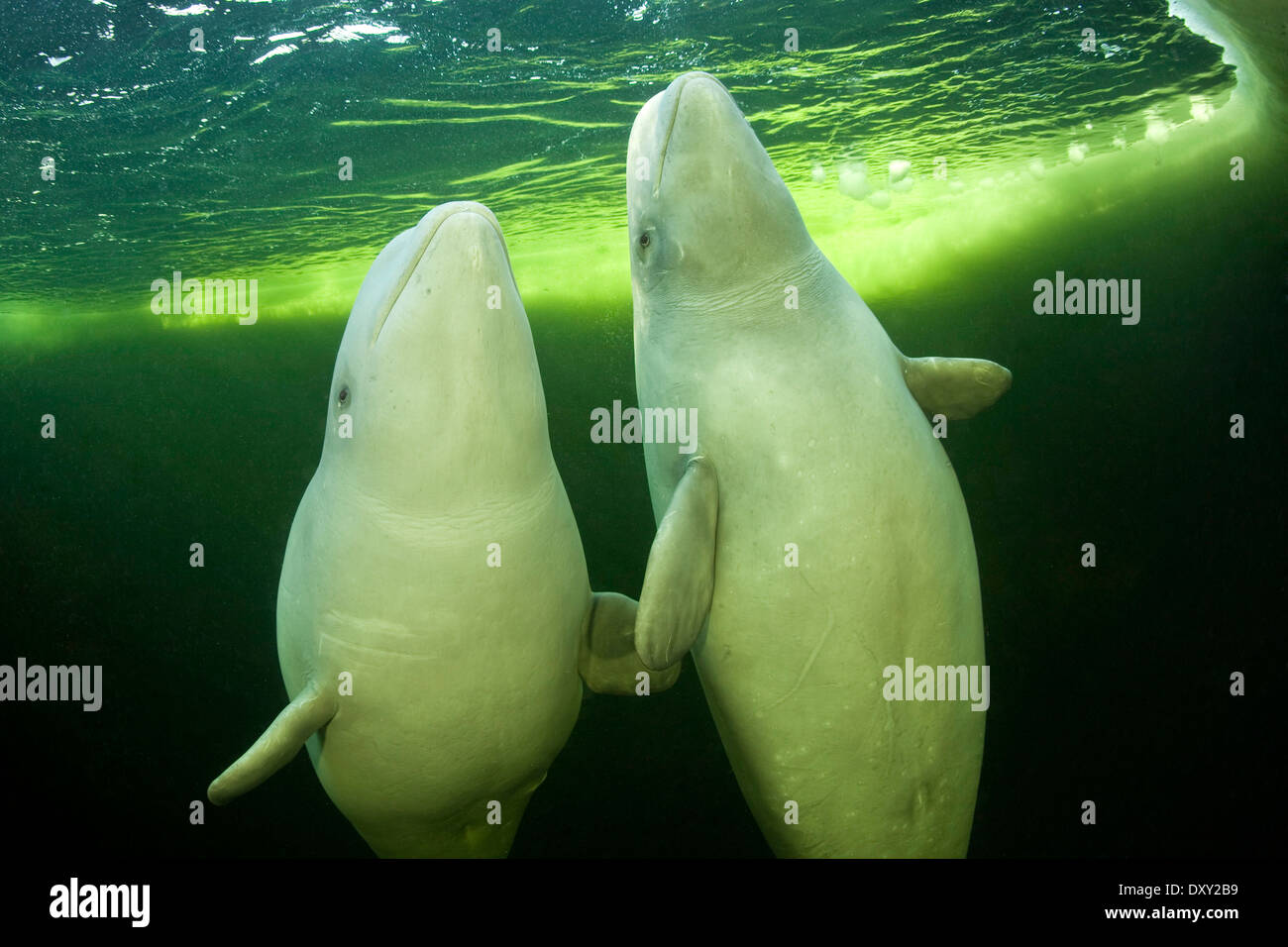 Beluga Whale under Ice, Delphinapterus leucas, White Sea, Karelia ...