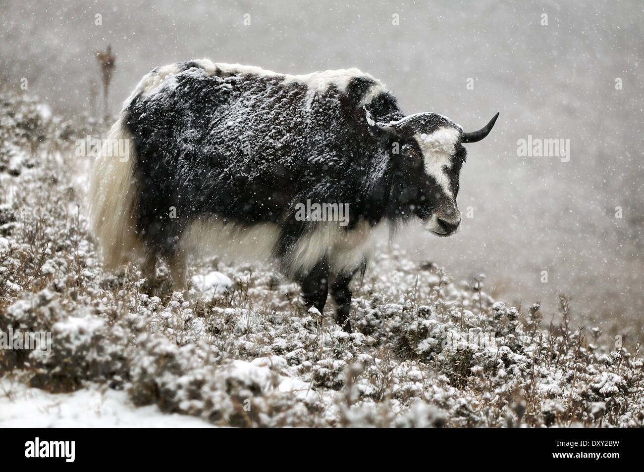 Yak in falling snow in Bhutan. Digitally Manipulated Image. Stylised by ...