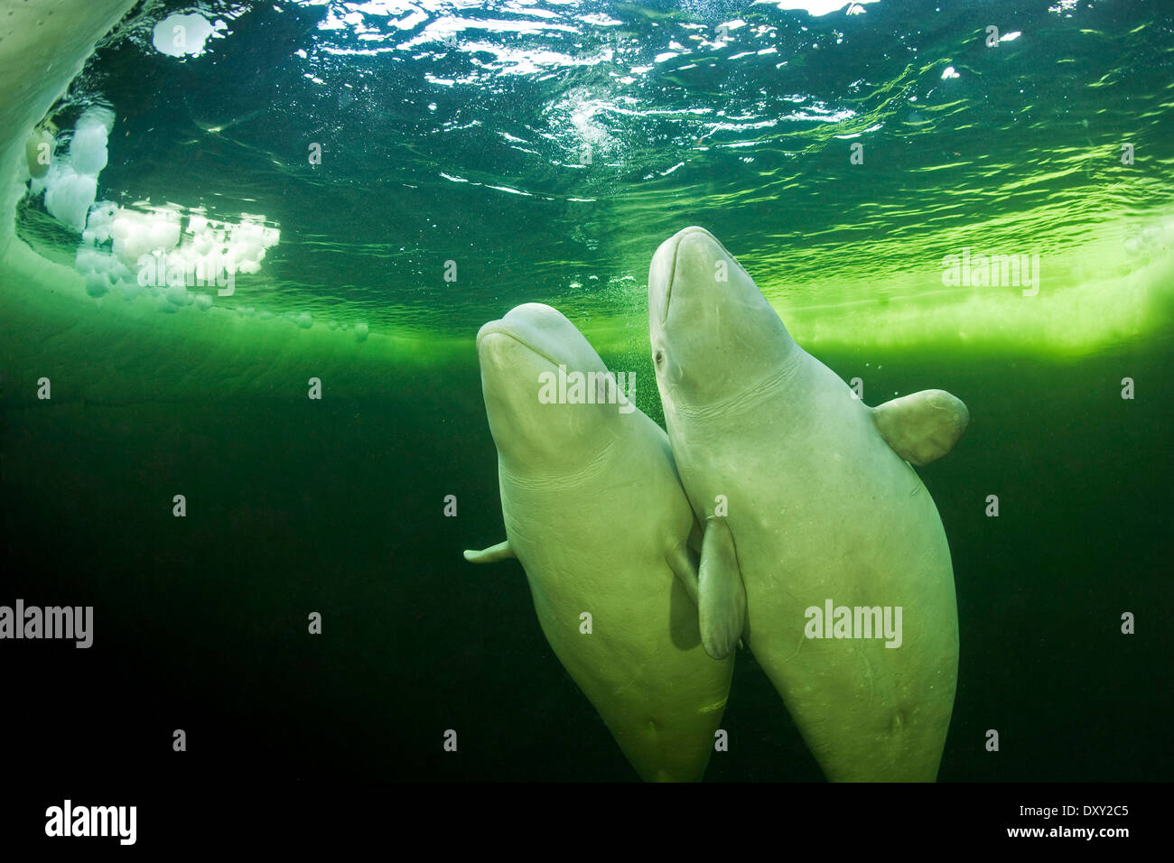 Beluga Whale under Ice, Delphinapterus leucas, White Sea, Karelia ...