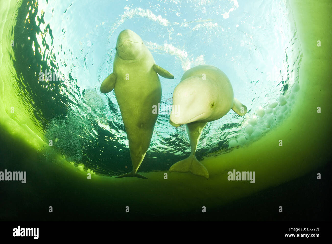 Beluga Whale under Ice, Delphinapterus leucas, White Sea, Karelia ...