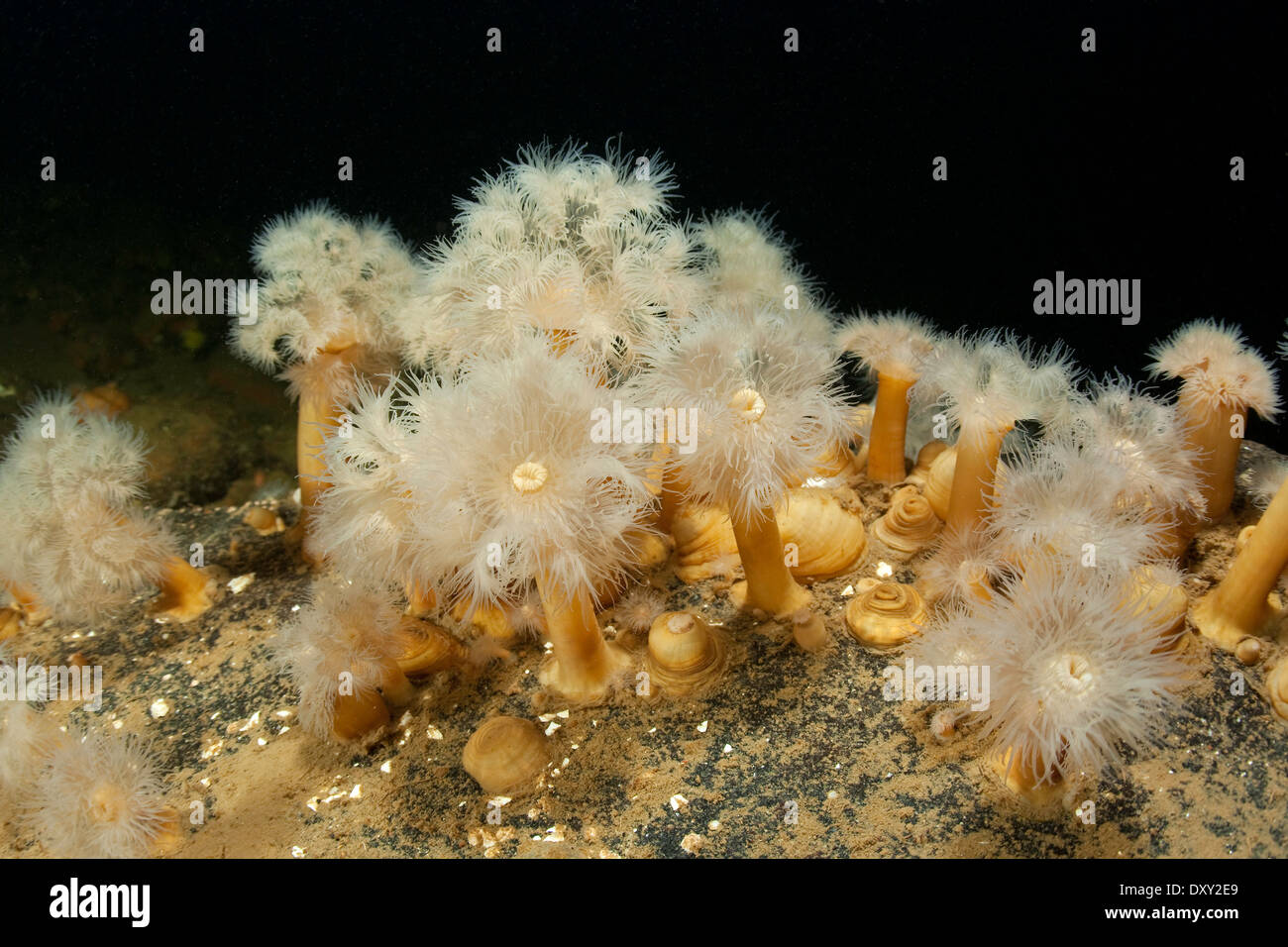 Plumose Sea Anemones High Resolution Stock Photography and Images - Alamy