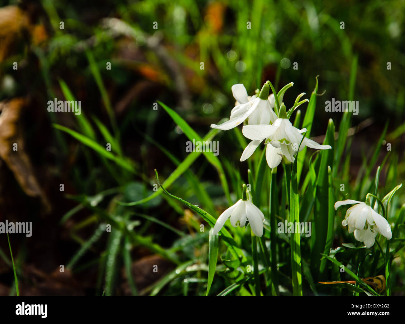 Native snowdrops hi-res stock photography and images - Alamy