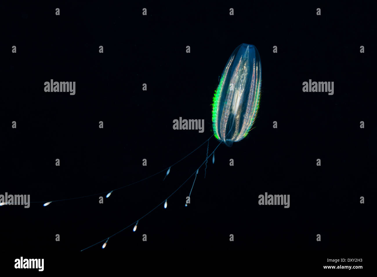 Comb jellyfish hi-res stock photography and images - Alamy