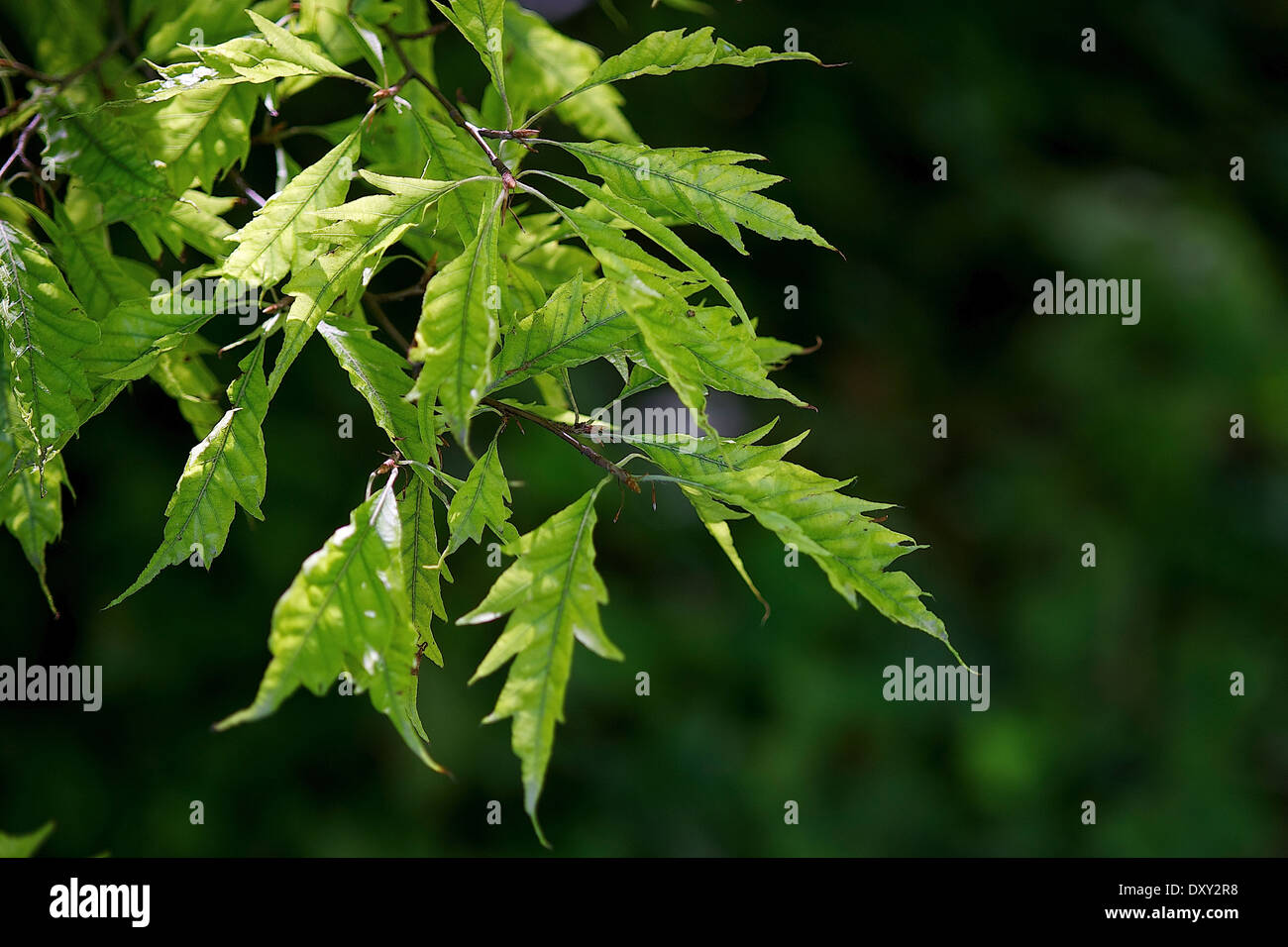 Rotbuche hi-res stock photography and images - Alamy