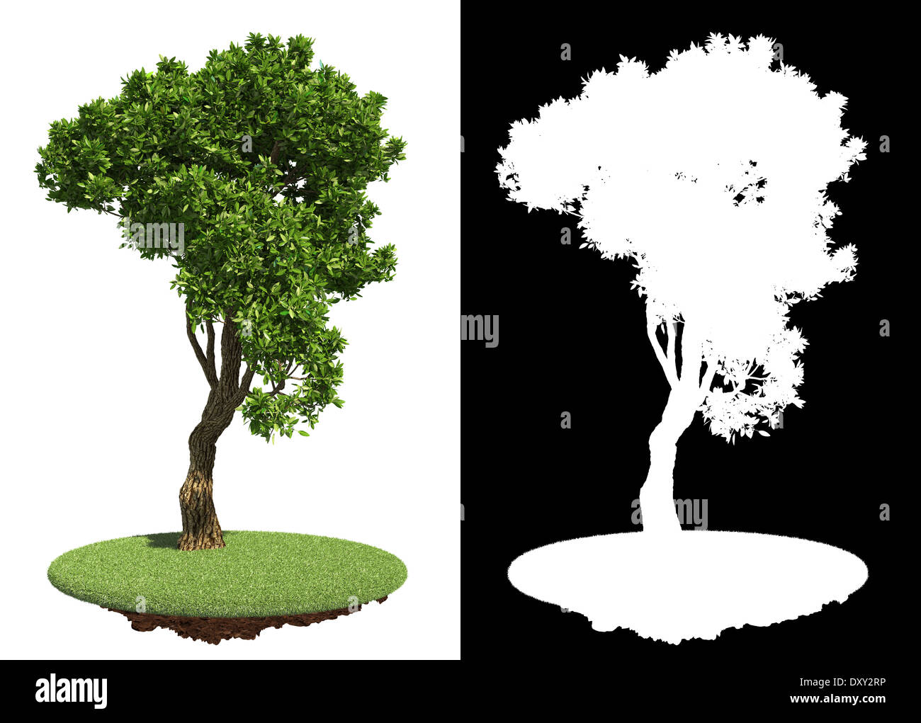 Tree Isolated on White Background Stock Photo - Alamy