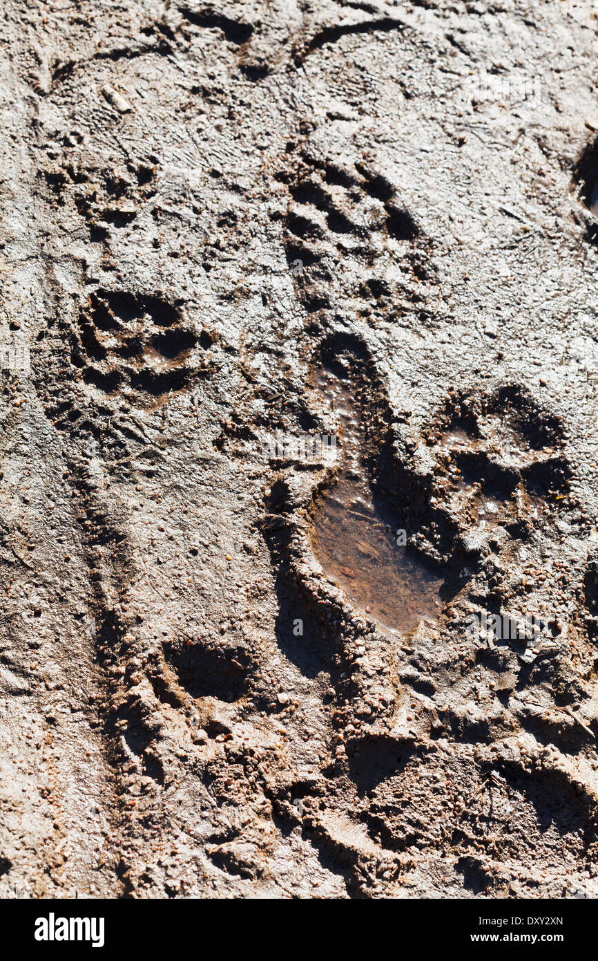 animals and people steps in dirt path in sping day Stock Photo - Alamy