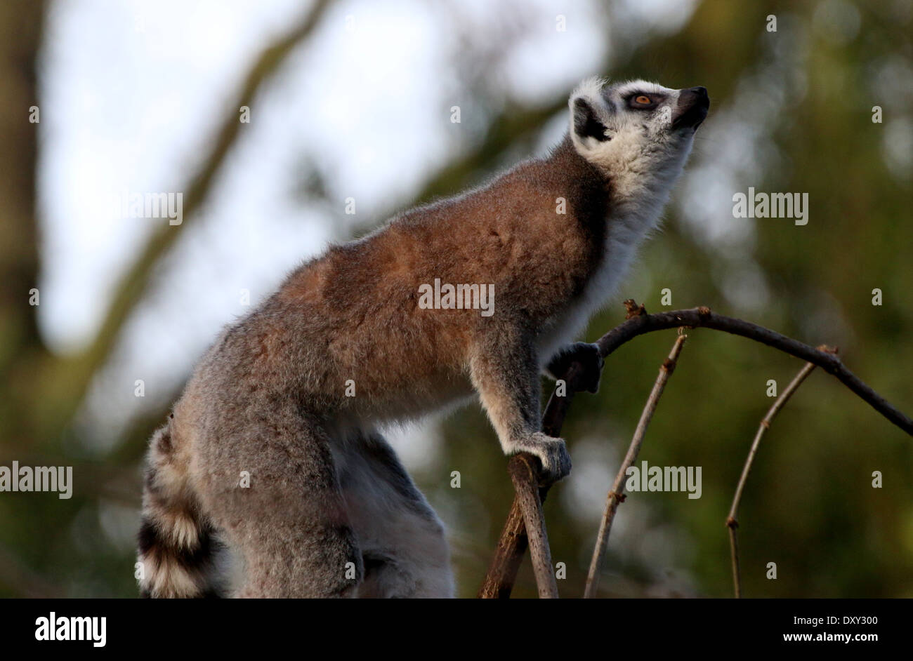 Ring tailed lemur (Lemur catta) in a tree Stock Photo - Alamy