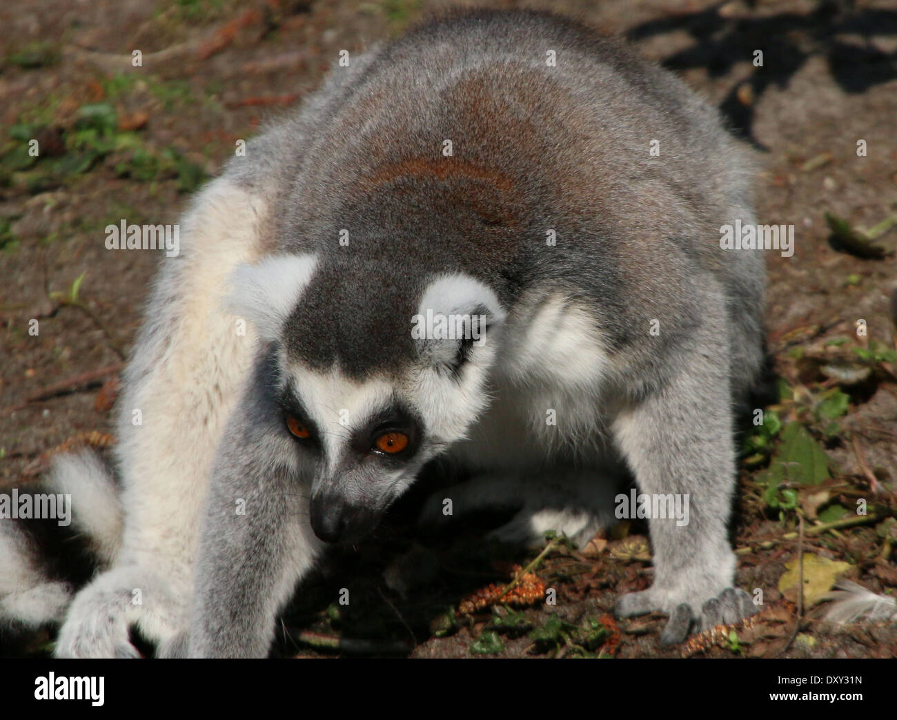 Ring tailed lemur (Lemur catta) close-up Stock Photo - Alamy