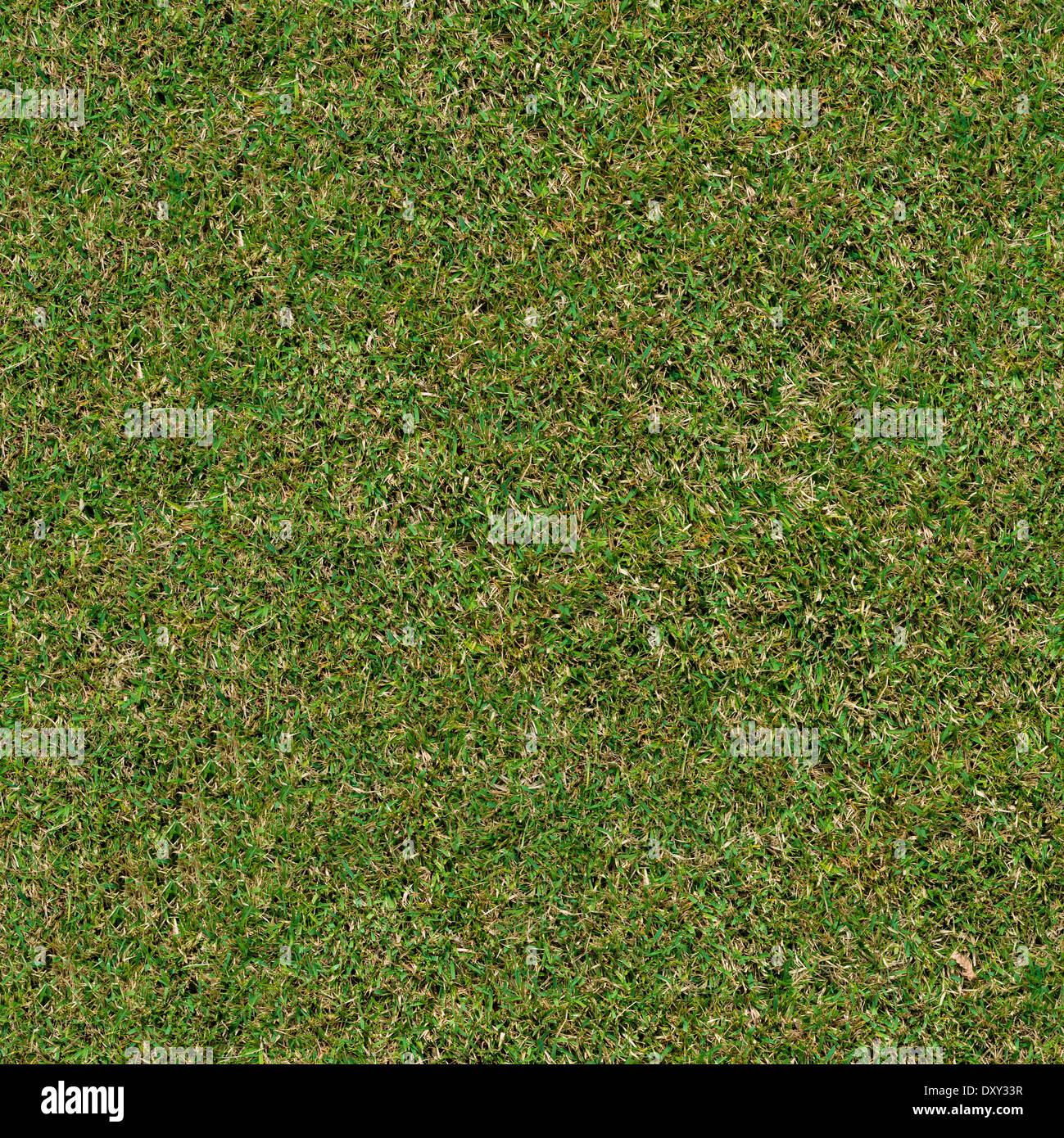 Spring Grass. Seamless TileableTexture Stock Photo - Alamy