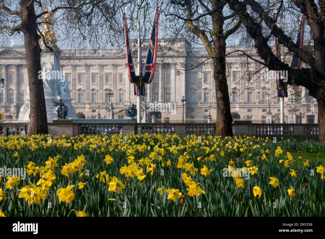 Spring daffodils buckingham palace hi-res stock photography and images ...