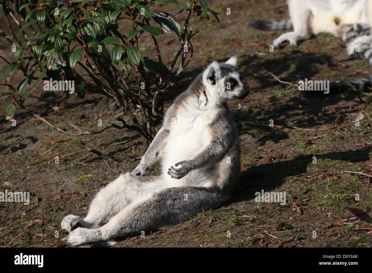 Lemur sunbathing hi-res stock photography and images - Alamy