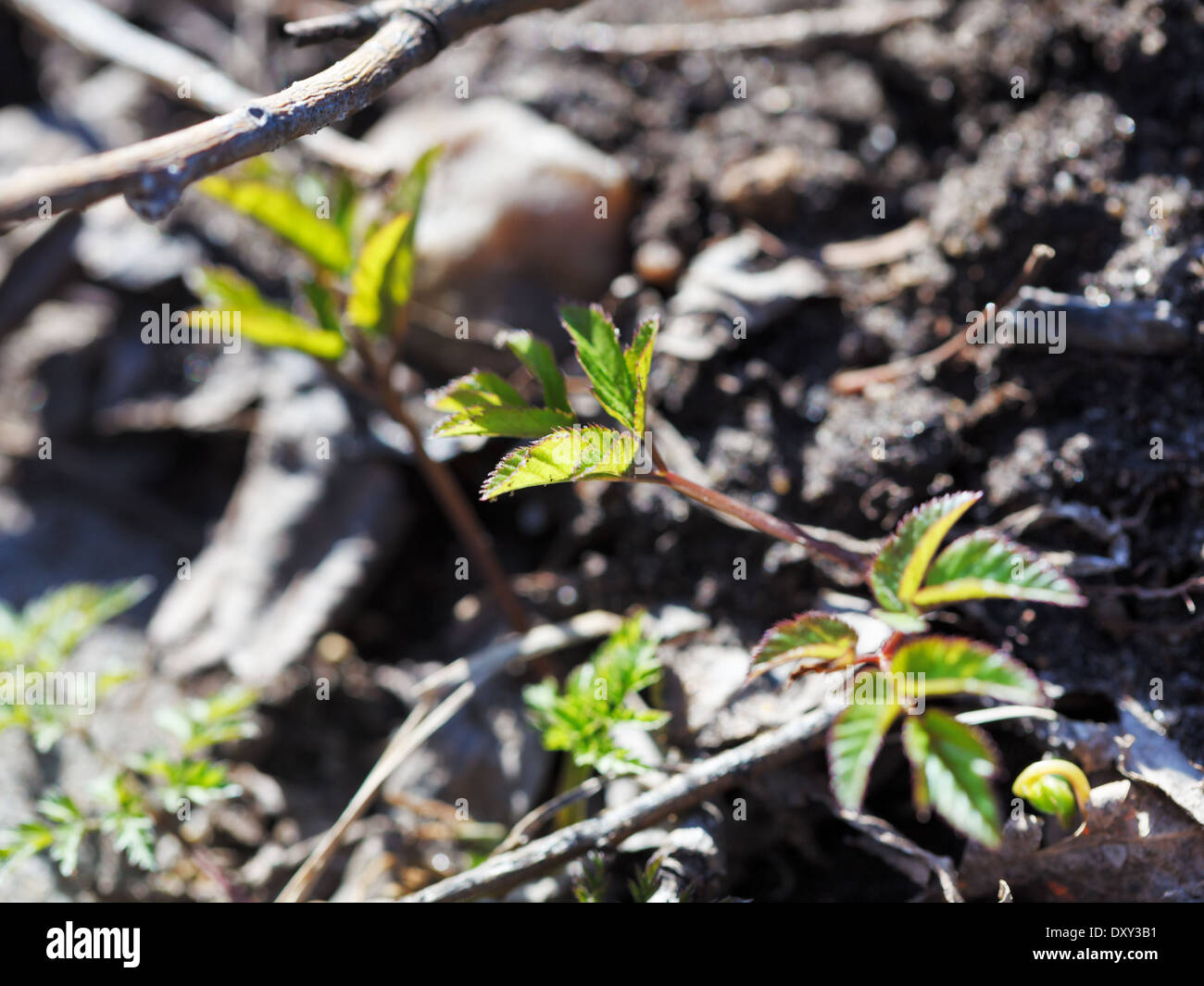 green leaves of young tree sprout in black soil close up in spring ...