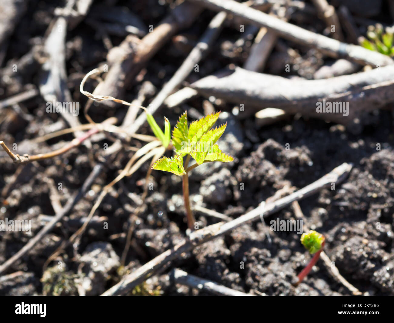 young tree sprout in black earth close up in spring Stock Photo - Alamy