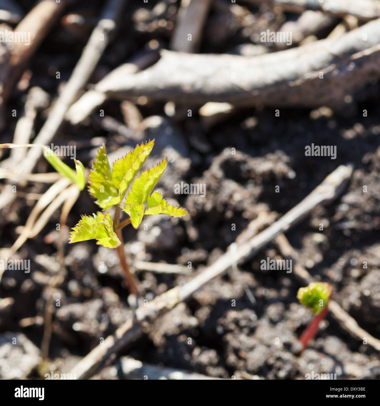 green sprout in wet soil close up in spring Stock Photo - Alamy