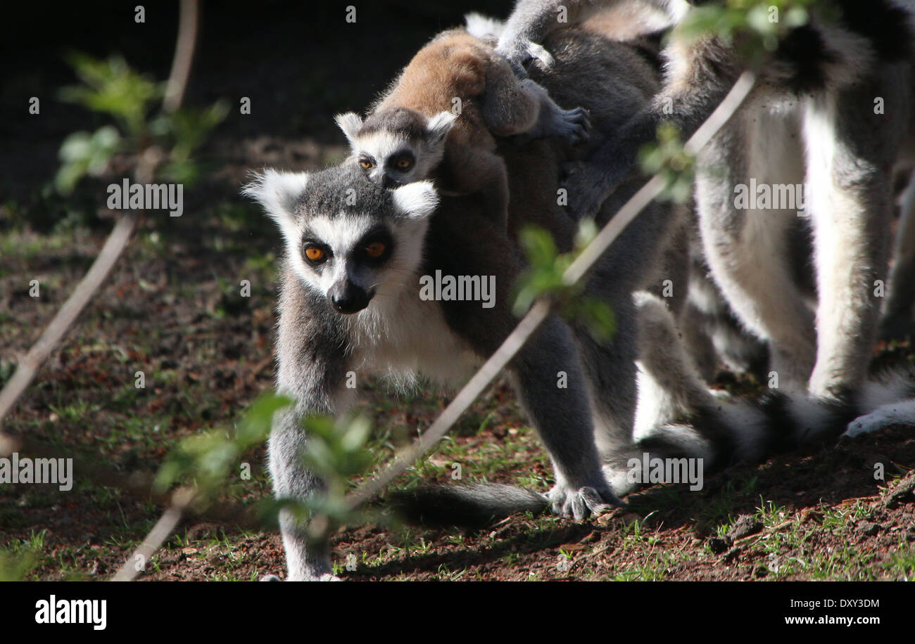 Ring-tailed lemur or Maki Catta (Lemur catta) with baby on her back ...