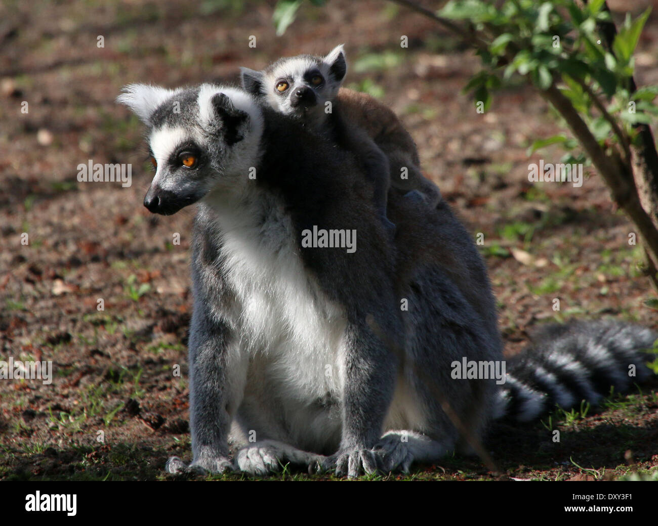 Maki mococo hi-res stock photography and images - Alamy