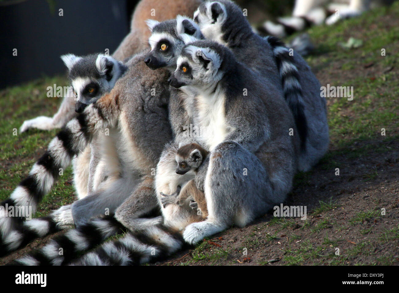 Maki mococo hi-res stock photography and images - Alamy