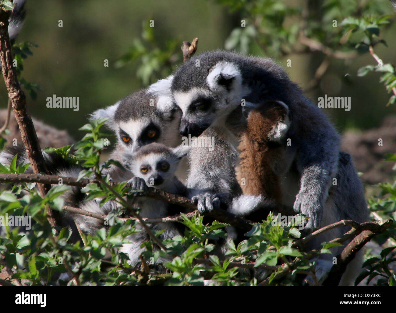 Maki Mococo High Resolution Stock Photography and Images - Alamy