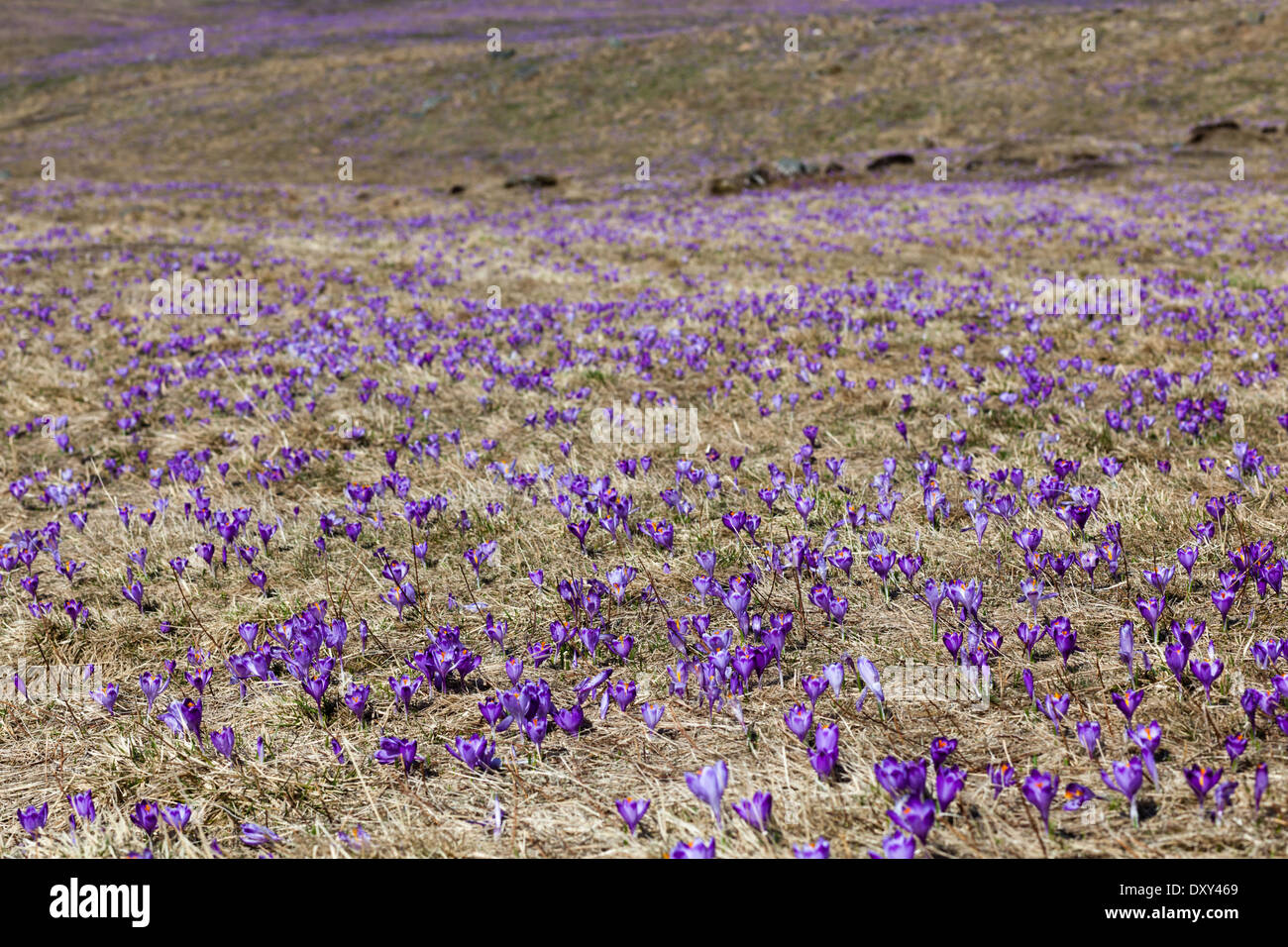 Mountain grassland full of wild crocuses blooming in spring in ...