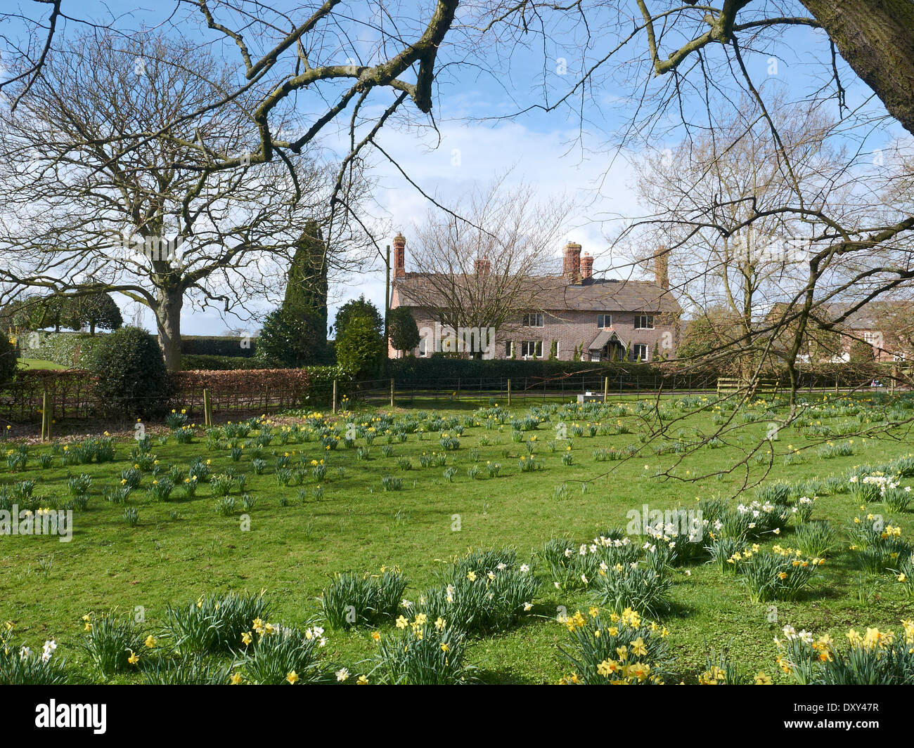 Daffodil field with farm in Cheshire UK Stock Photo - Alamy