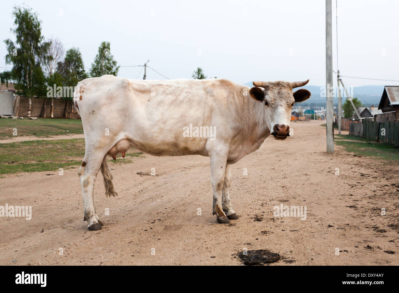 Beige cattle hi-res stock photography and images - Alamy