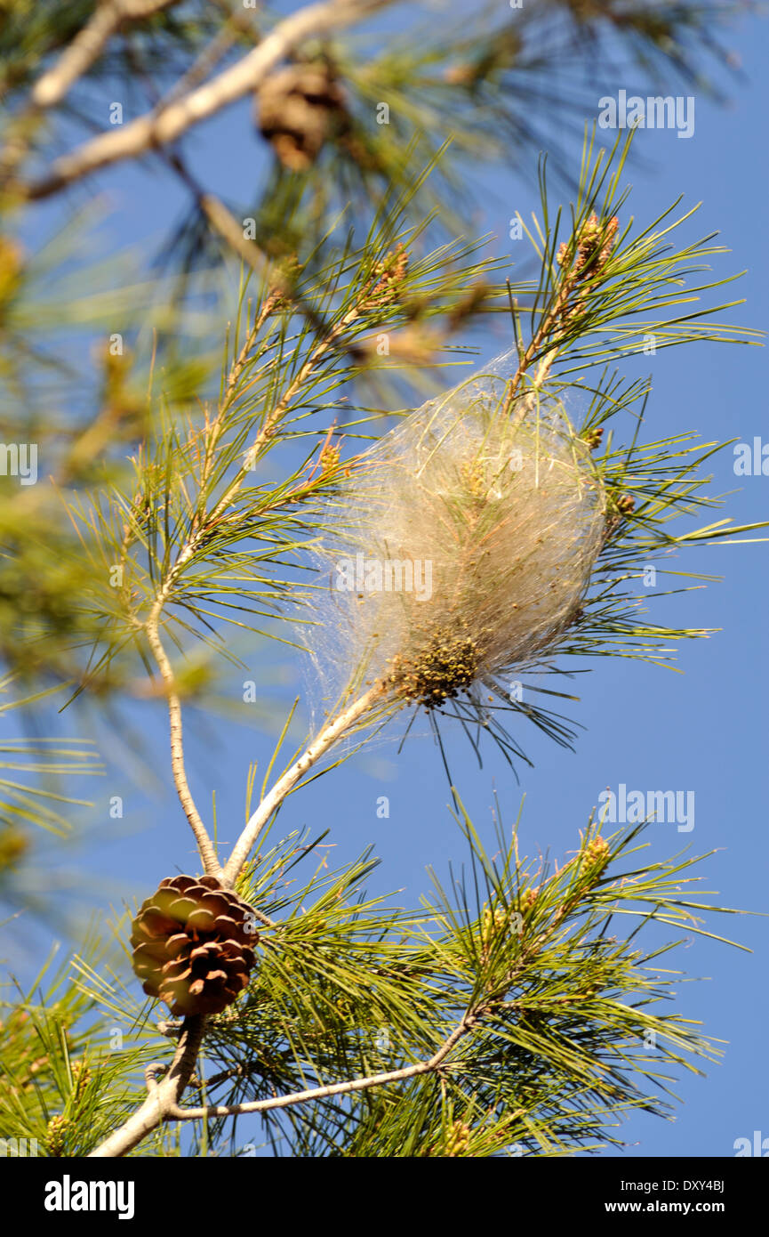 Pine Processionary caterpillar (Thaumetopoea pityocampa) larvae nest ...