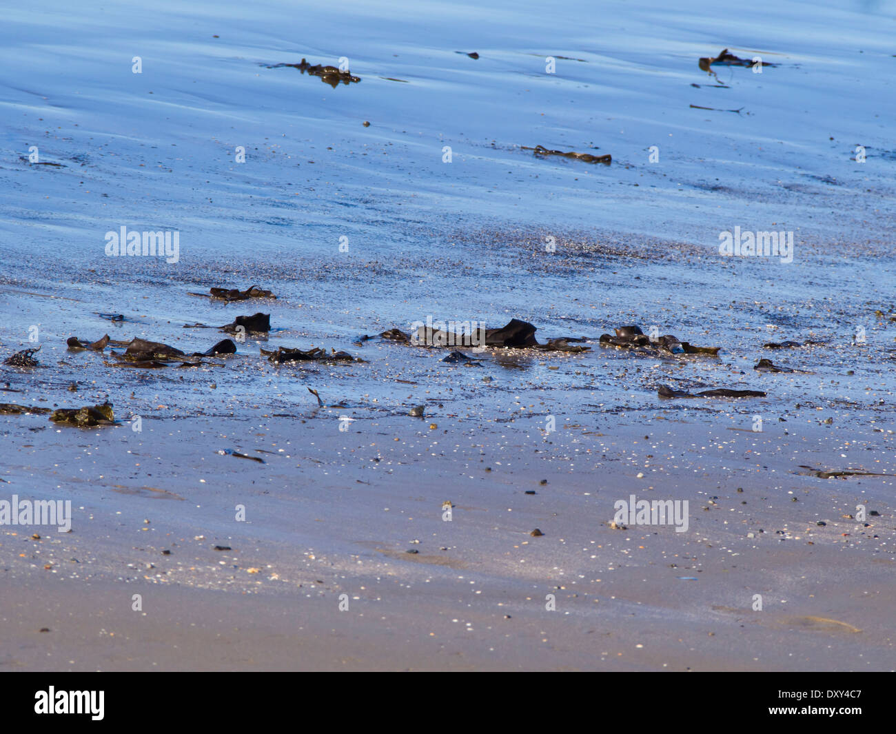 Fine grained beach sand on the North Sea coast of Norway, reflecting ...