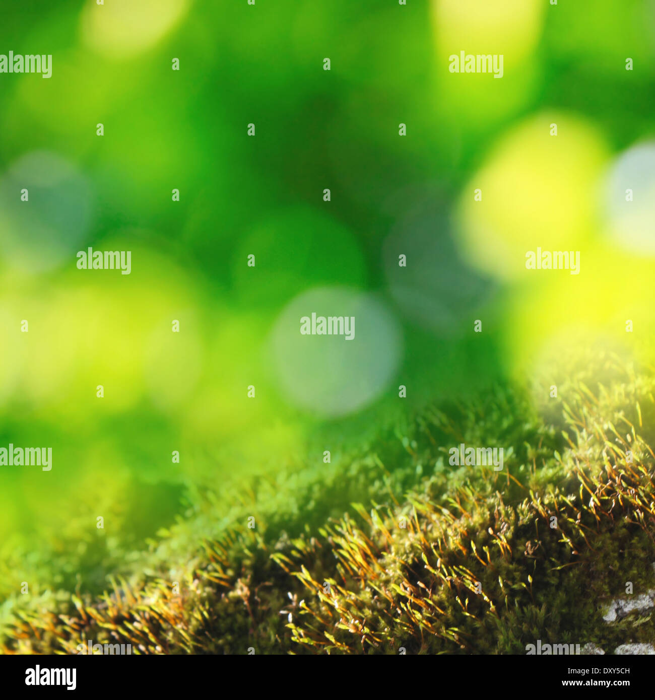 Sunny moss hi-res stock photography and images - Alamy