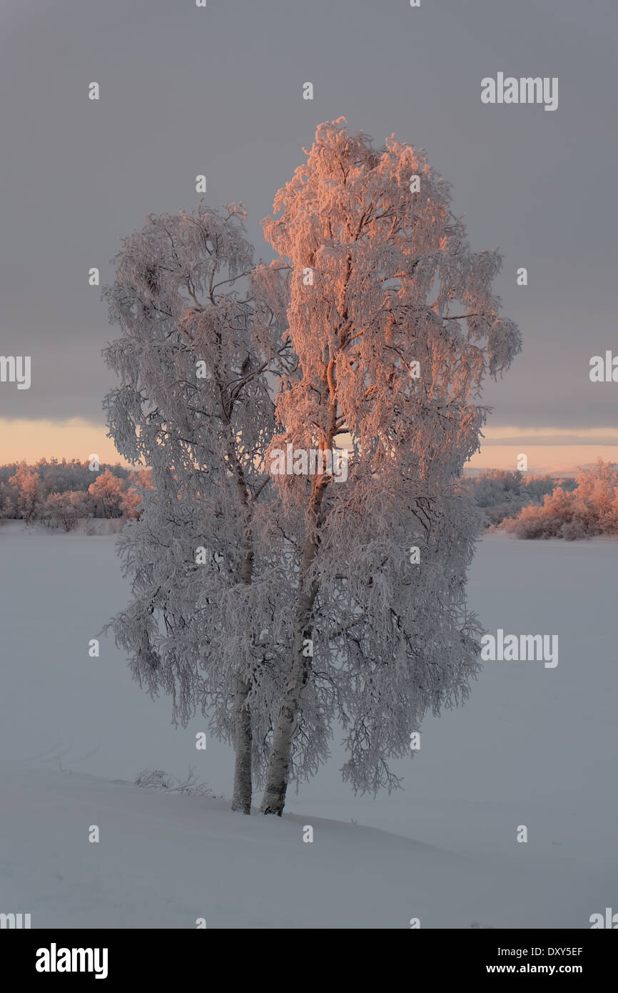 Tree in snow sweden hi-res stock photography and images - Alamy