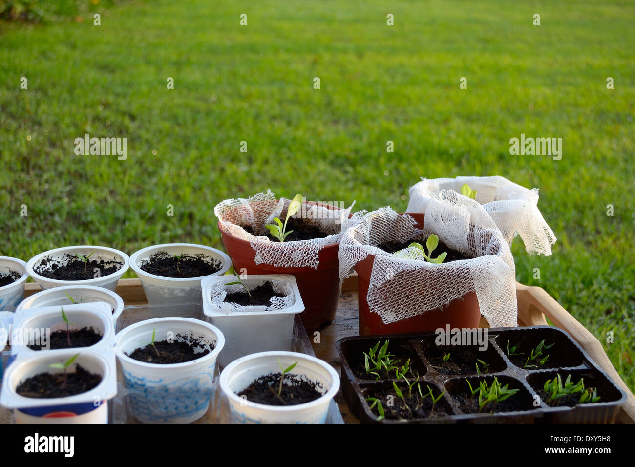 New born lettuce and chilli crops, home made plant nursery for healthy ...