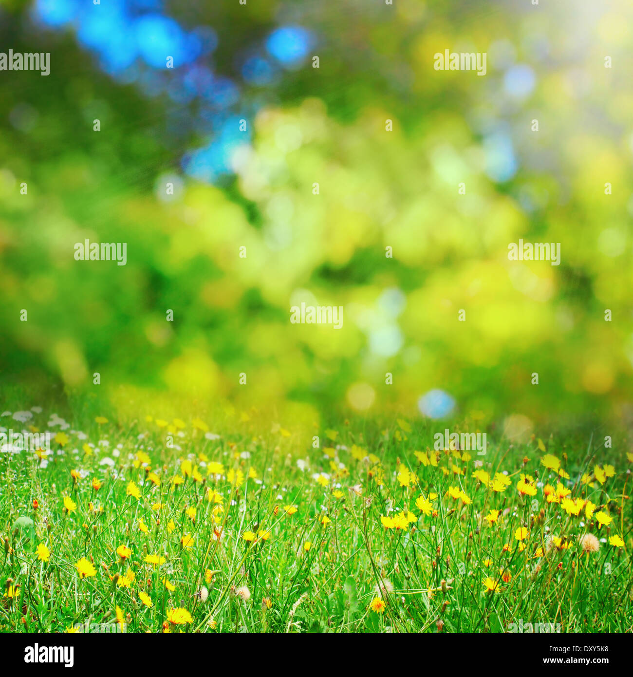 Sunny flower meadow background Stock Photo - Alamy