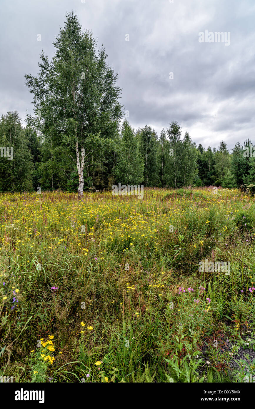 Spring meadow with wild flowers near forest Stock Photo - Alamy